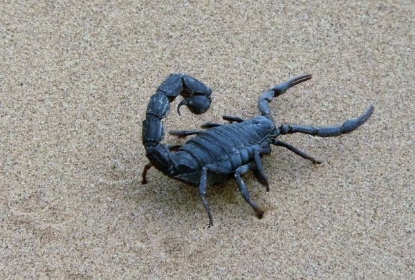 Alacrán | Características, alimentación, reproducción, curiosidades