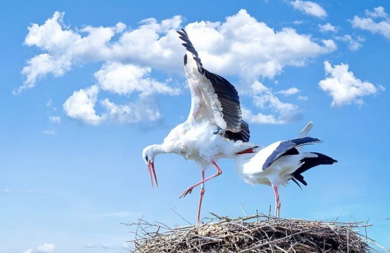 Animales bípedos | Qué son, especies, ejemplos, características, razones