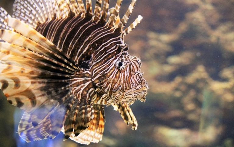 Animales ovíparos | Qué son, especies, ejemplos, definición