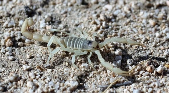 Alacrán | Características, alimentación, reproducción, curiosidades