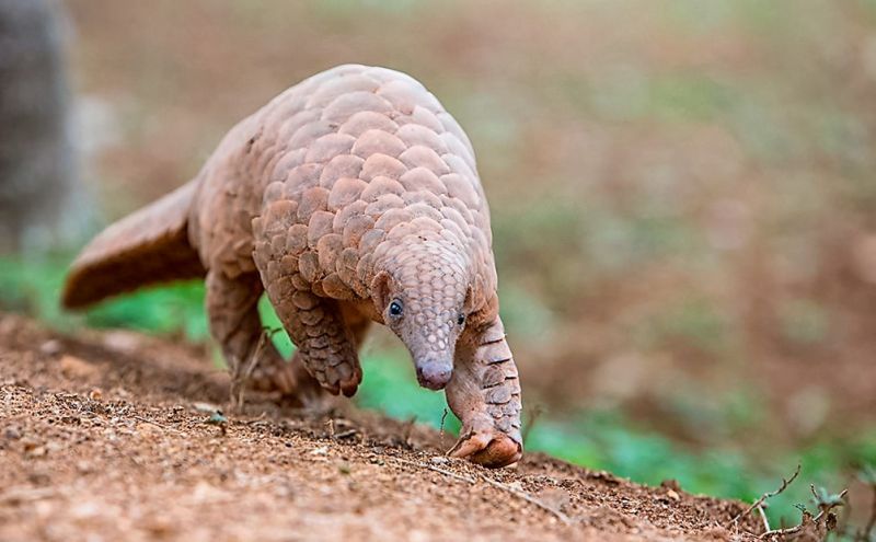 Pangolín | Qué es, características, alimentación, reproducción, amenazas
