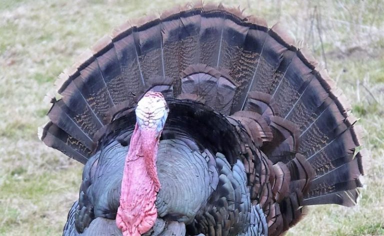 Guajolote | Qué es, características, alimentación, reproducción,