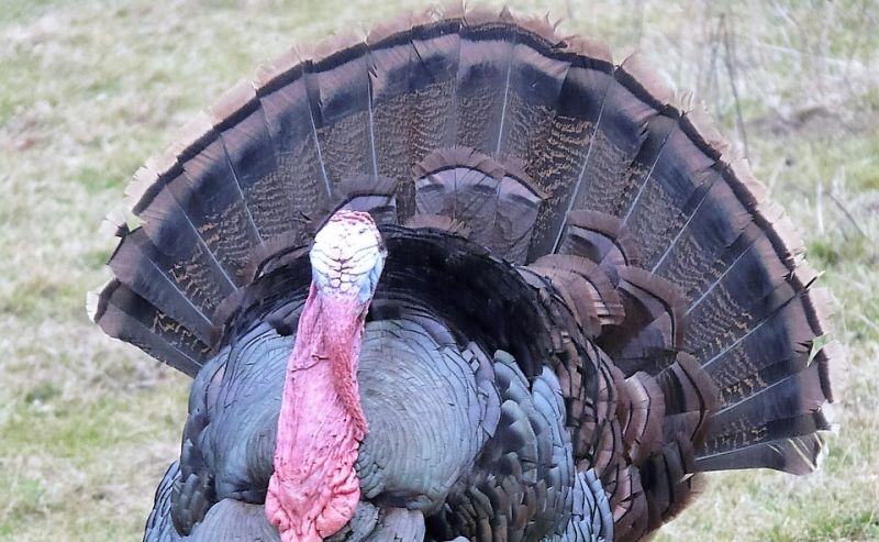 Guajolote | Qué es, características, alimentación, reproducción,