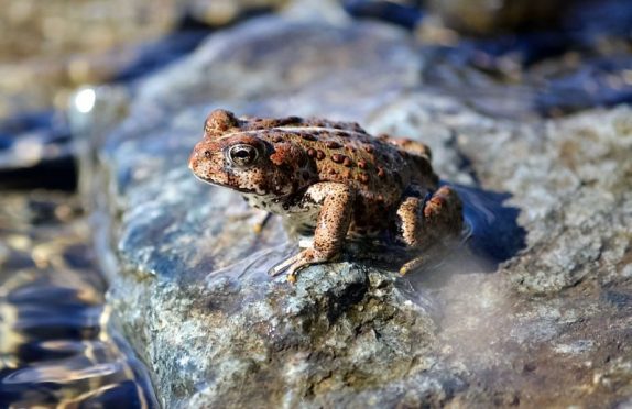 Rana | Características, reproducción, alimentación, hábitat, venenosa
