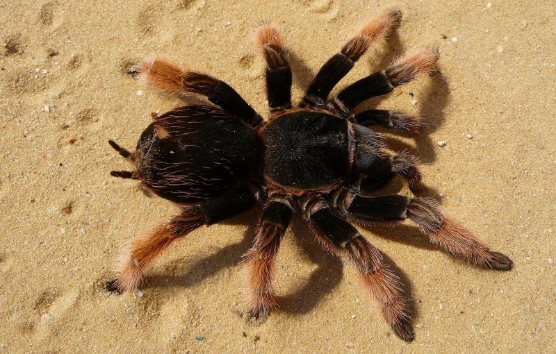 Tarántula | Características, hábitat, alimentación, reproducción, picadura