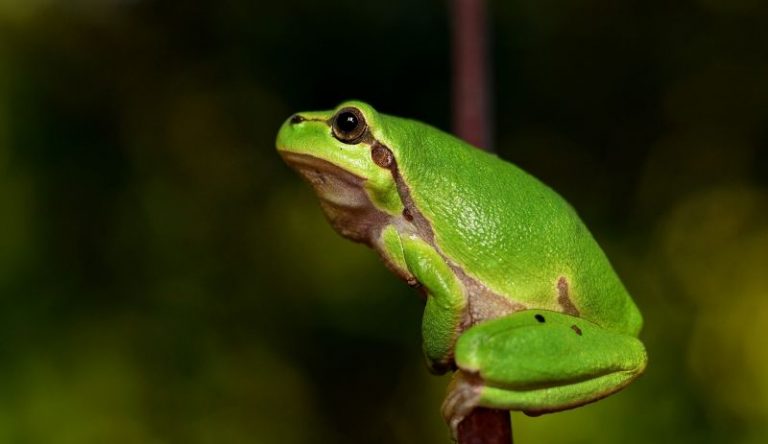 Animales ovíparos | Qué son, especies, ejemplos, definición