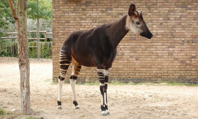 Okapi | Qué es, características, hábitat, comportamiento, conservación