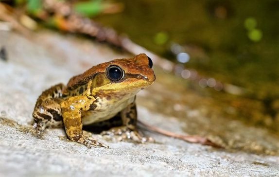 Araña saltarina | Características, reproducción, peligro, comportamiento