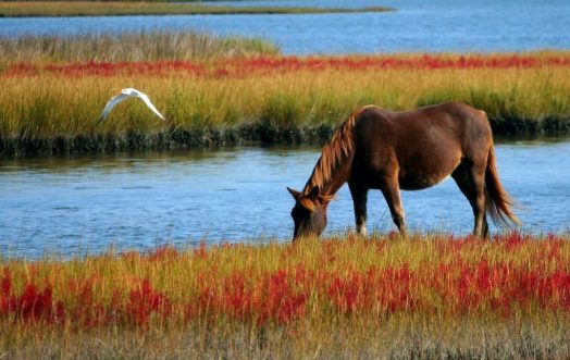 Animales cuadrúpedos | Qué son, descripción, desplazamiento, ejemplos