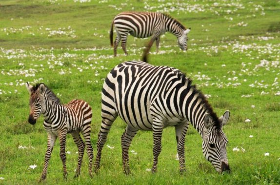 Animales vivíparos | Qué son, especies, ejemplos, definición, reproducción