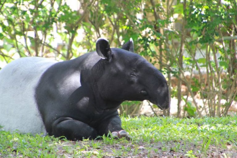 Tapir | Qué es, características, hábitat, alimentación, reproducción