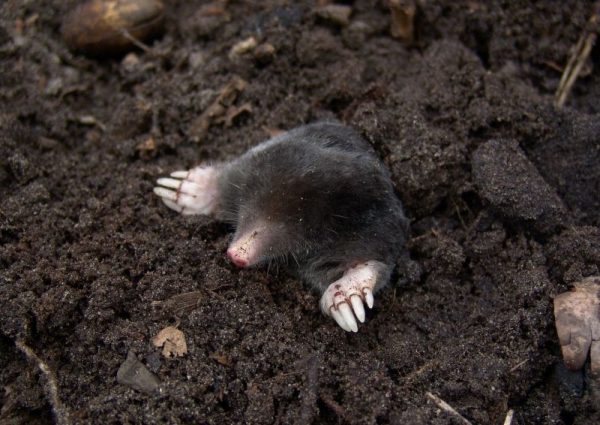 El topo | Características, alimentación, reproducción, problemas causados