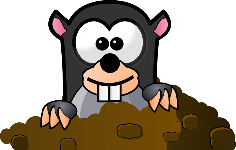 El topo | Características, alimentación, reproducción, problemas causados