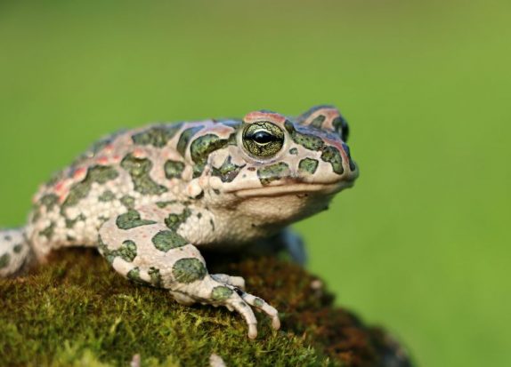 Sapo | Características, hábitat, alimentación, reproducción, enemigos