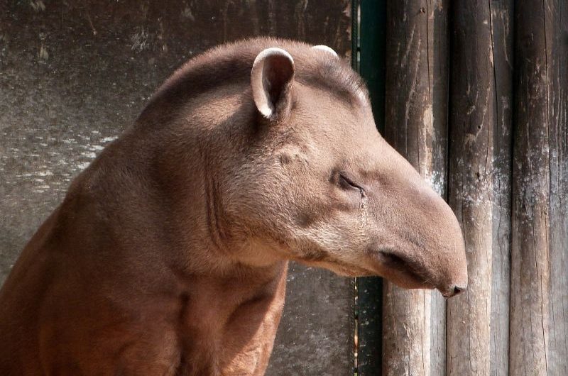 Tapir | Qué es, características, hábitat, alimentación, reproducción
