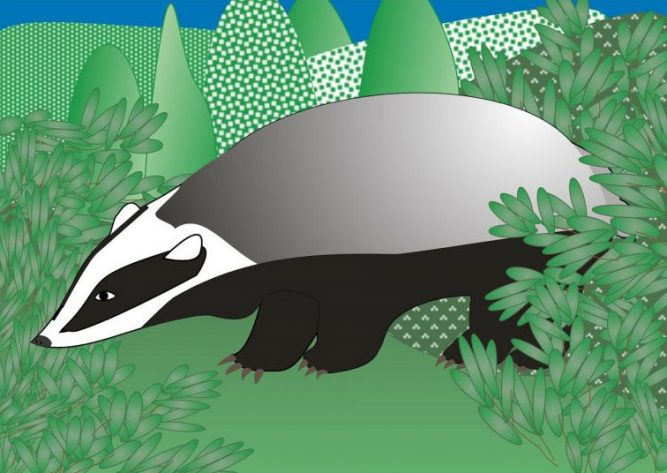 Tejón | Características, hábitat, reproducción, comportamiento