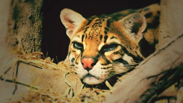 Tigrillo | Características, hábitat, comportamiento, amenazas | Animal