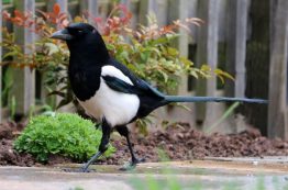 Urraca | Características, comportamiento, hábitat, alimentación | Ave