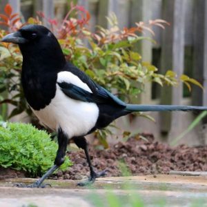 Urraca | Características, comportamiento, hábitat, alimentación | Ave