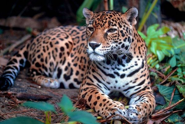 ANIMALES SILVESTRES DEL PARAGUAY