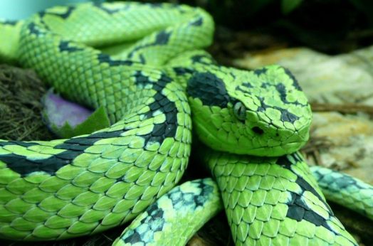 Yarará | Características, comportamiento, reproducción | Serpiente, víbora