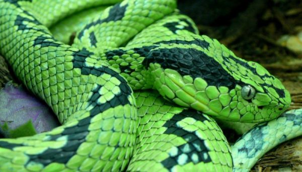 Yarará | Características, comportamiento, reproducción | Serpiente, víbora