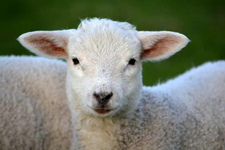 Cordero | Características, hábitat, comportamiento, origen | Animal