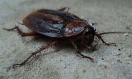 Cucaracha | Características, alimentación, hábitat, reproducción, amenaza