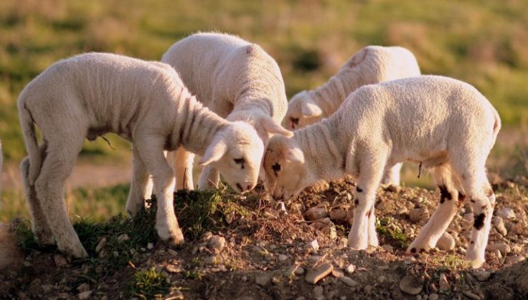 Cordero | Características, hábitat, comportamiento, origen | Animal