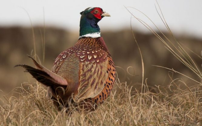 Faisán | Características, reproducción, comportamiento, especies | Ave