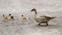 Pato | Características, alimentación, especies, cría | Ave, animal