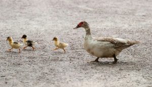Pato | Características, alimentación, especies, cría | Ave, animal