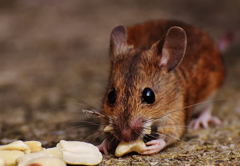 El Rat n Caracter sticas Reproducci n Alimentaci n Comportamiento El Rat n Caracter sticas Reproducci n Alimentaci n Comportamiento