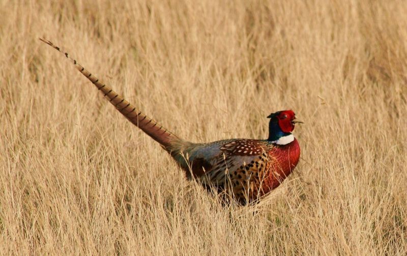 Faisán | Características, reproducción, comportamiento, especies | Ave