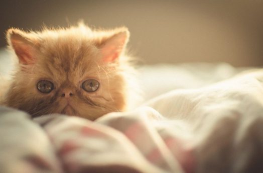 Gato angora | Características, origen, comportamiento, cuidados | Mascota