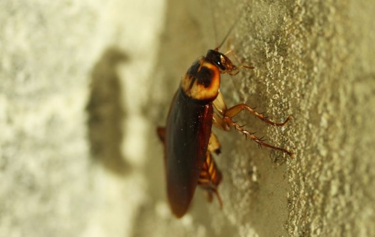 Cucaracha | Características, alimentación, hábitat, reproducción, amenaza