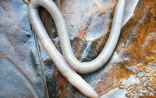 Lombriz | Características, reproducción, hábitat | Tierra, roja de ...