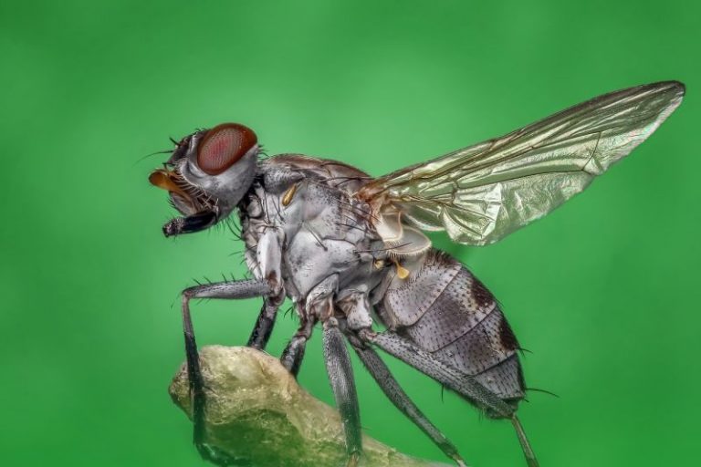 Mosca | Características, hábitat, reproducción, alimentación | Insecto