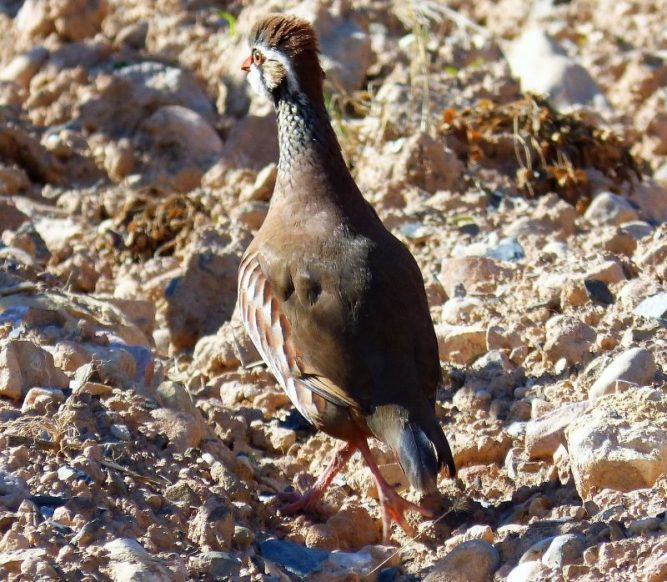 Perdiz | Características, cuidados, reproducción, alimentación | Ave