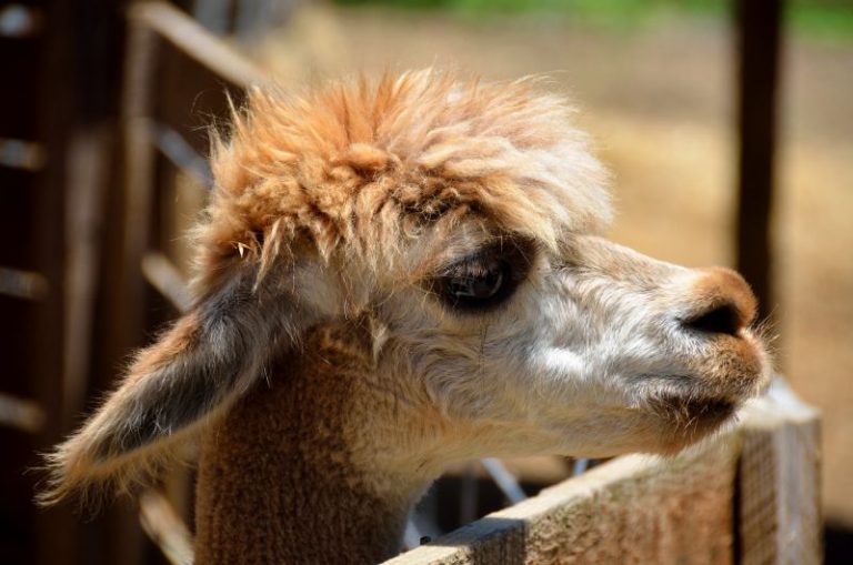 Llama | Características, alimentación, reproducción, hábitat | Animal