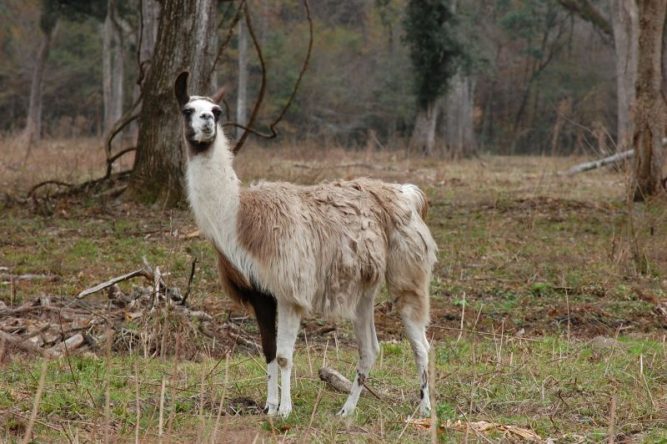 Llama | Características, alimentación, reproducción, hábitat | Animal