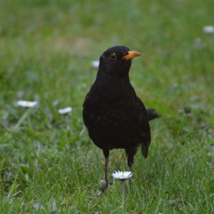 Tordo | Características, hábitat, alimentación, reproducción ...