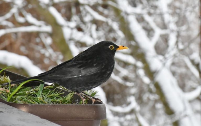 Mirlo | Características, hábitat, alimentación, reproducción | Ave