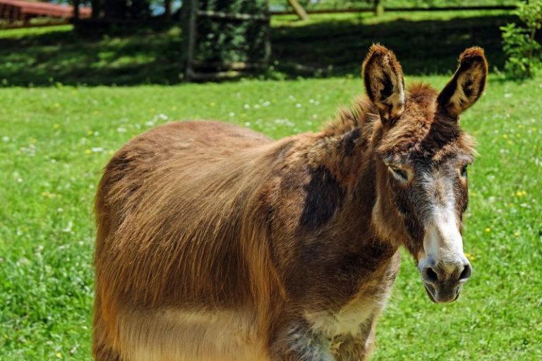 Mula | Características, historia, comportamiento, genética | Animal