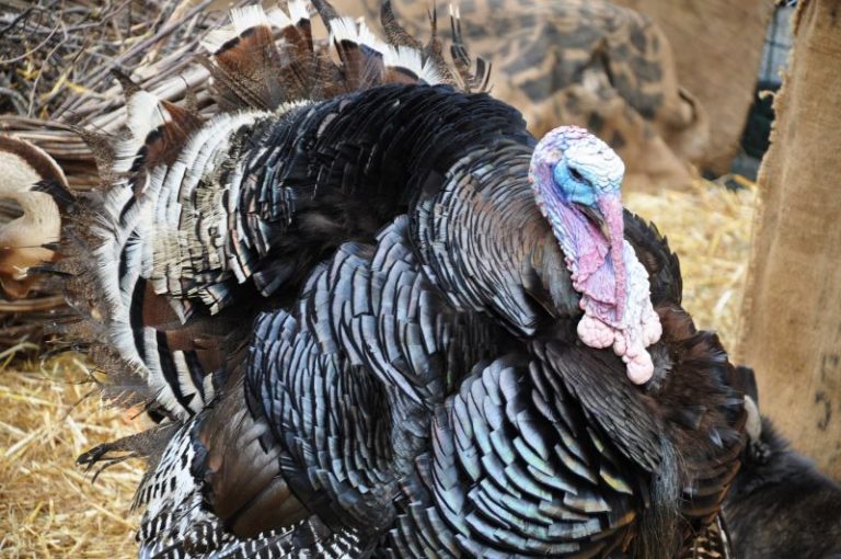 Pavo | Características, reproducción, alimentación, salvaje | Ave