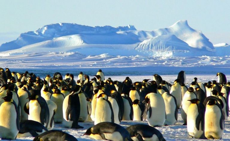 Pingüino Emperador Características Reproducción Incubación Hábitat