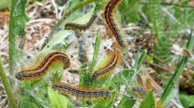 Procesionaria del pino | Características, efectos, tratamiento, oruga