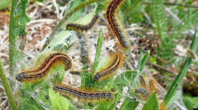 Procesionaria del pino | Características, efectos, tratamiento, oruga