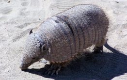 Quirquincho | Qué es, características, reproducción, información | Animal