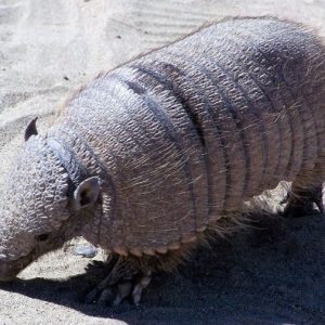 Animales | Tu web del mundo animal
